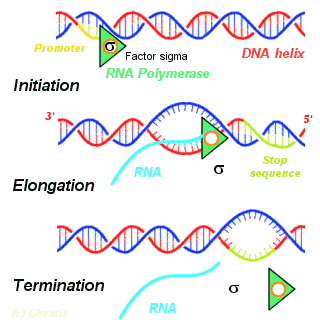 alamanda: Transkripsi RNA